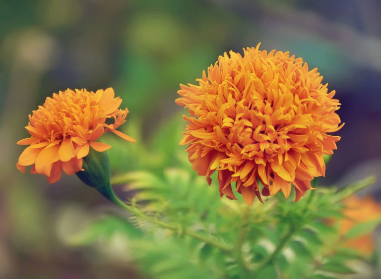 Khasiat Ekstrak Bunga Marigold Bagi Kecantikan Kulit - PortalMadura.com
