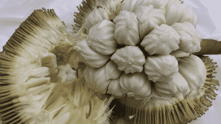 10 Manfaat Buah Tarap Bagi Kesehatan Yang Jarang Anda Ketahui ...