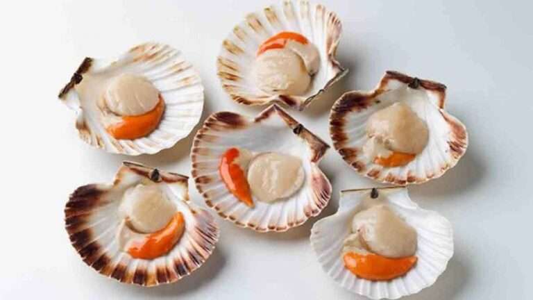 Scallop Si Kerang Mahal Yang Baik Untuk Kesehatan - PortalMadura.com